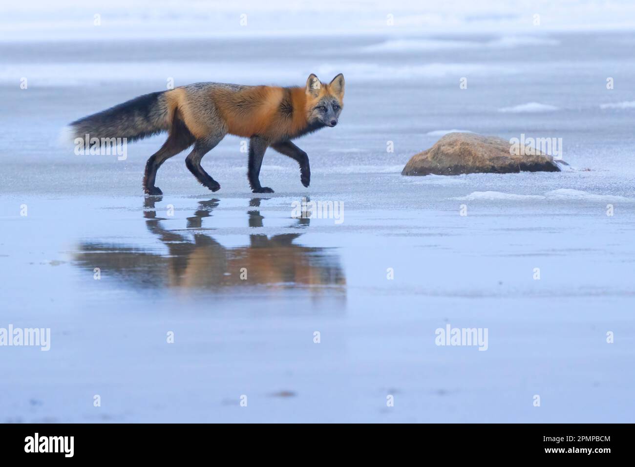 Portrait of a Red fox (Vulpes vulpes) walking on ice with a mirror ...
