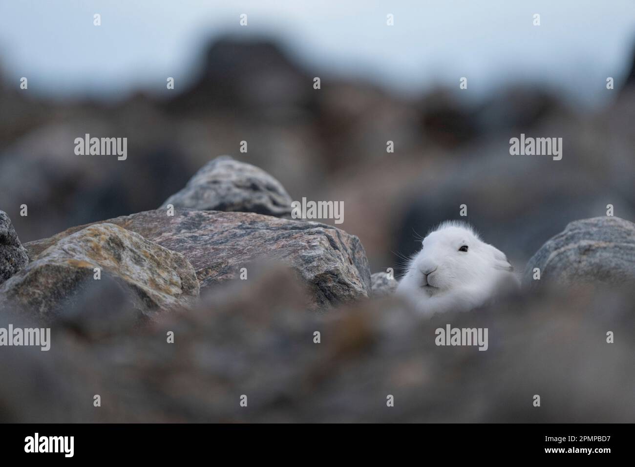 Arctic hare (Lepus arcticus) in its winter coat sitting among rocks ...