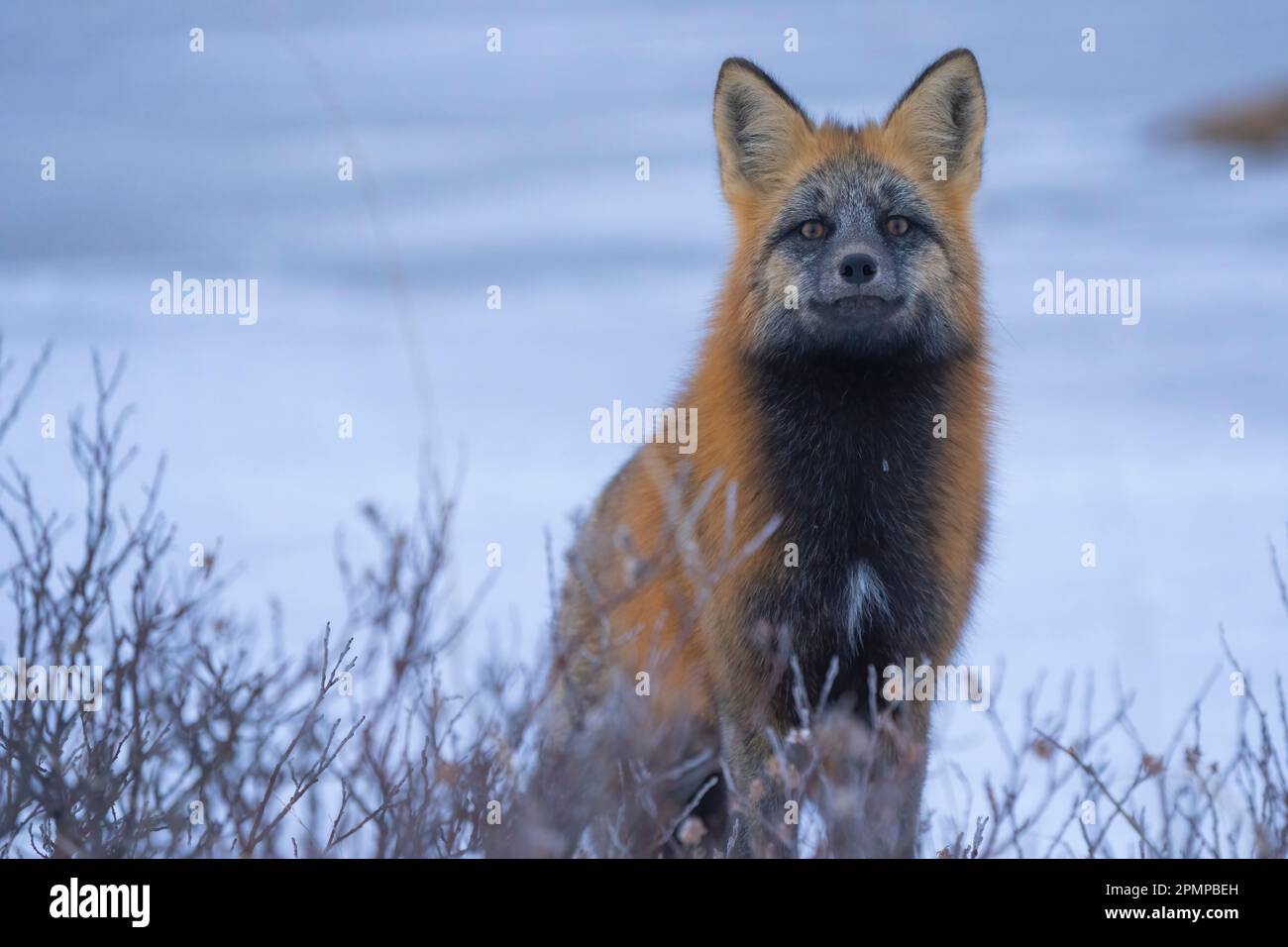 Red fox sitting on snow hi-res stock photography and images - Alamy