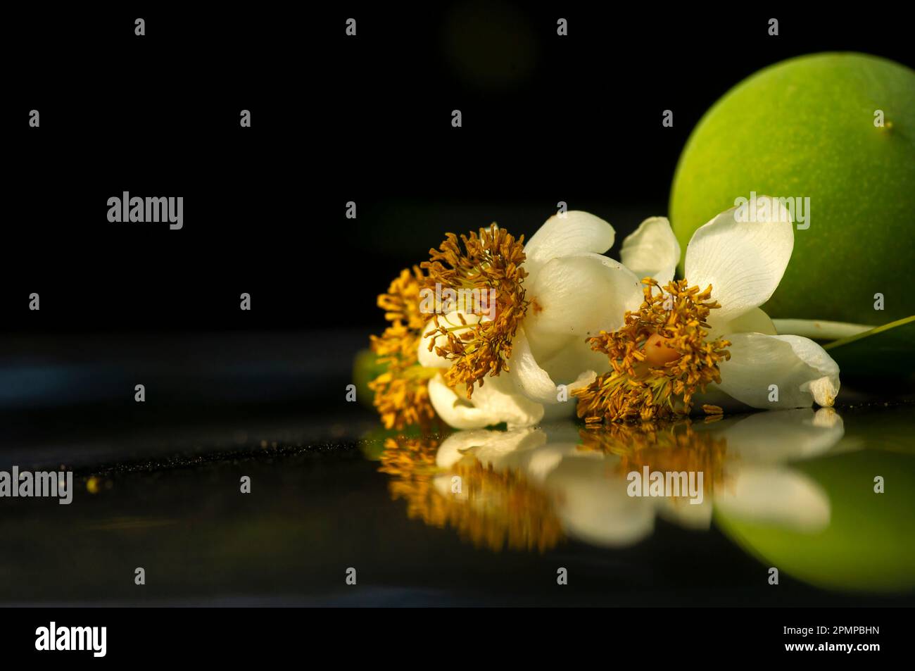 Calophyllum inophyllum flower, fruit and green leaf, a large evergreen ...