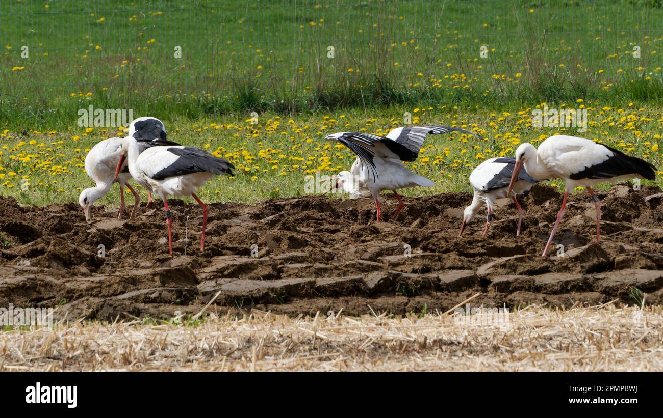 Food in the field hi-res stock photography and images - Alamy