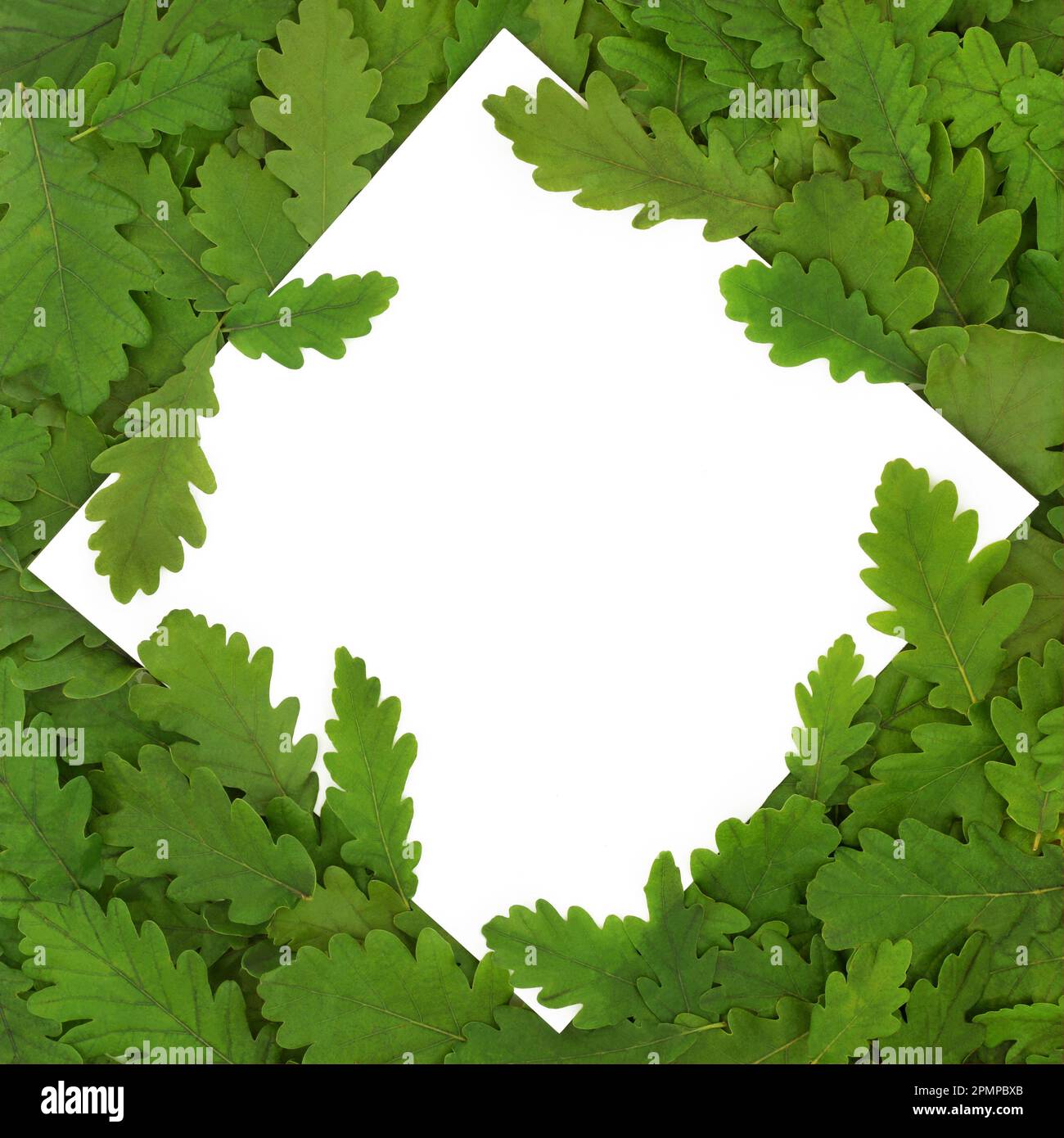 Oak tree leaf abstract background frame with white blank copy space. Go ...