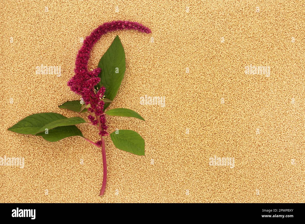 Amaranthus plant with healthy seed background. Health food highly ...