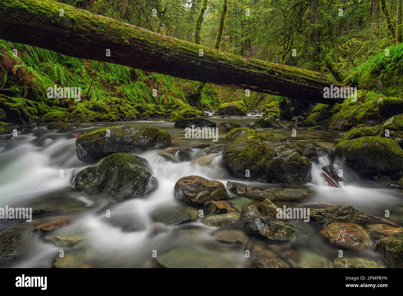 Stream flowing through an ancient forest on Vancouver Island. Large log ...