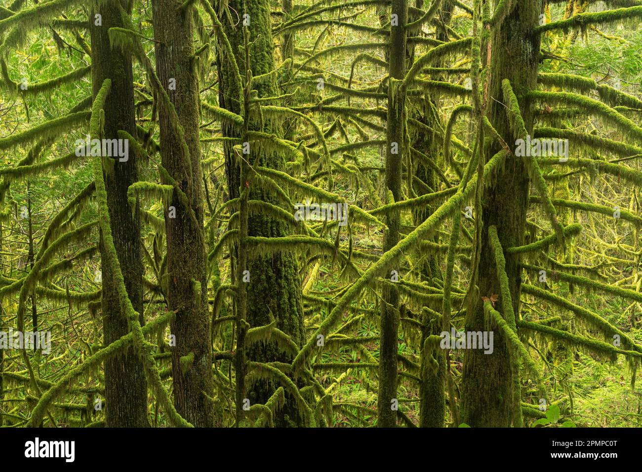 Ancient moss grows on the trees in the rainforests of Vancouver Island ...