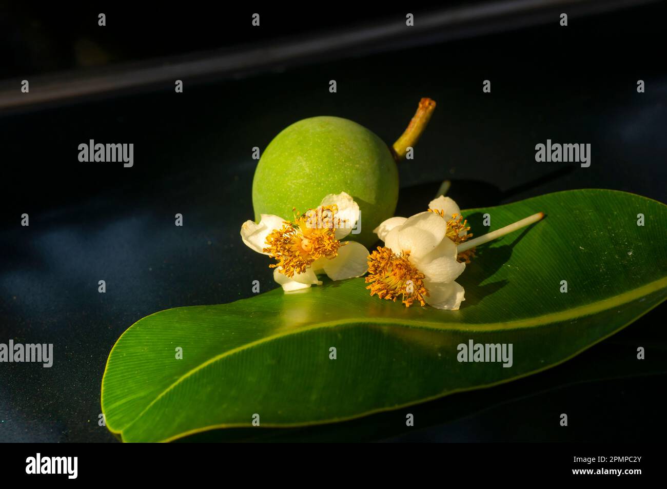 Calophyllum inophyllum flower, fruit and green leaf, a large evergreen ...