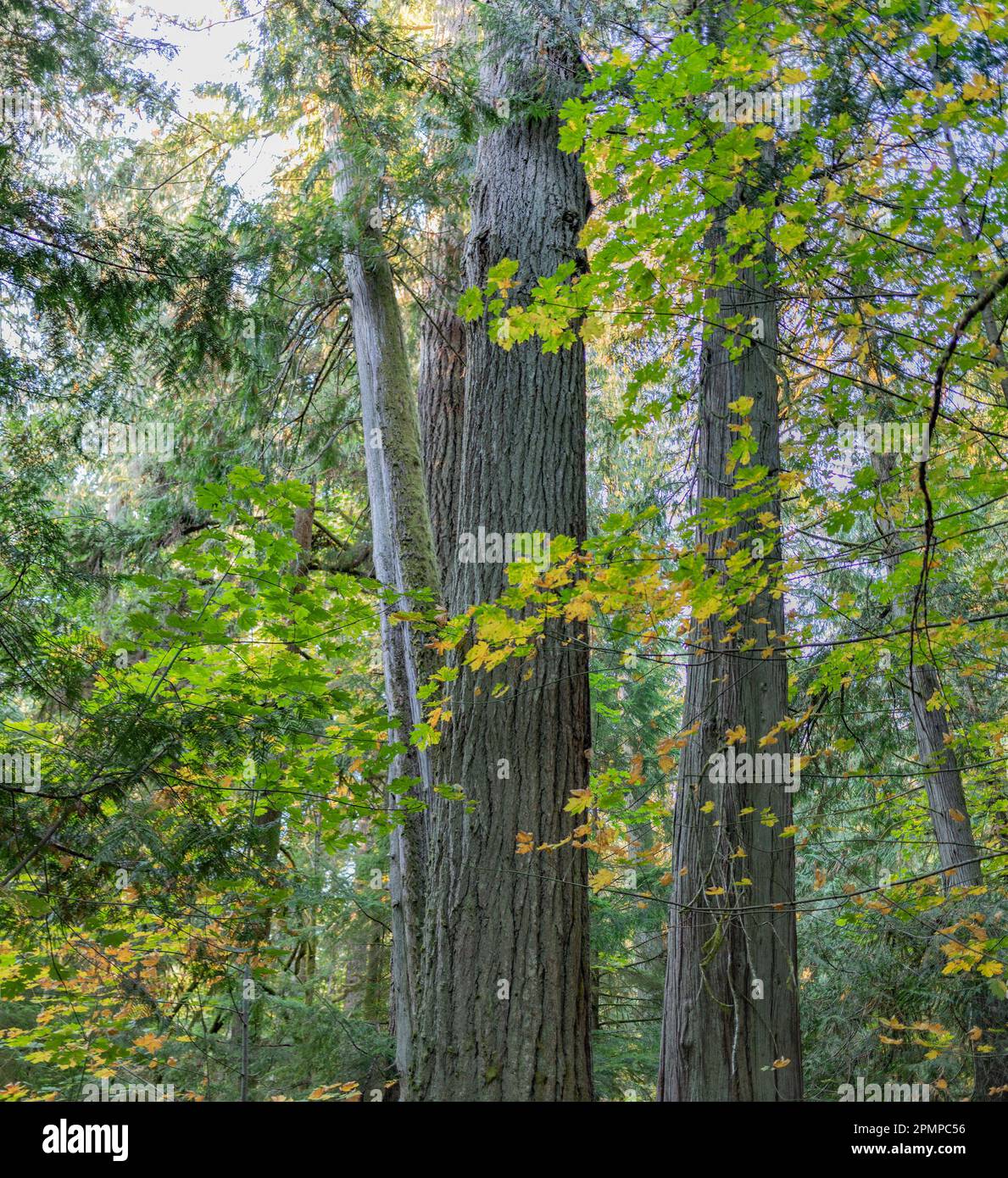 Tree foliage changing colour in autumn; Vancouver Island, British ...