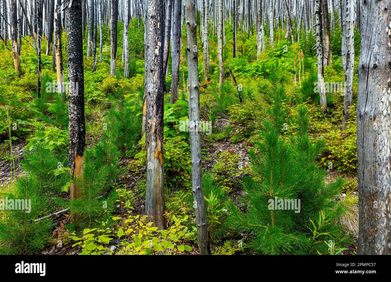 Burned trees with with a lush green undergrowth, Waterton Lakes ...