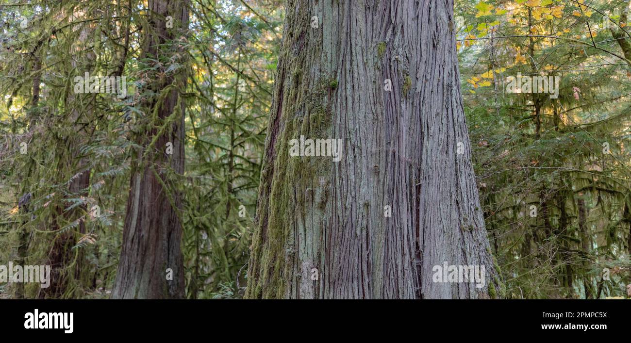 Close-up detail of moss and tree bark on a tree in an old-growth forest ...