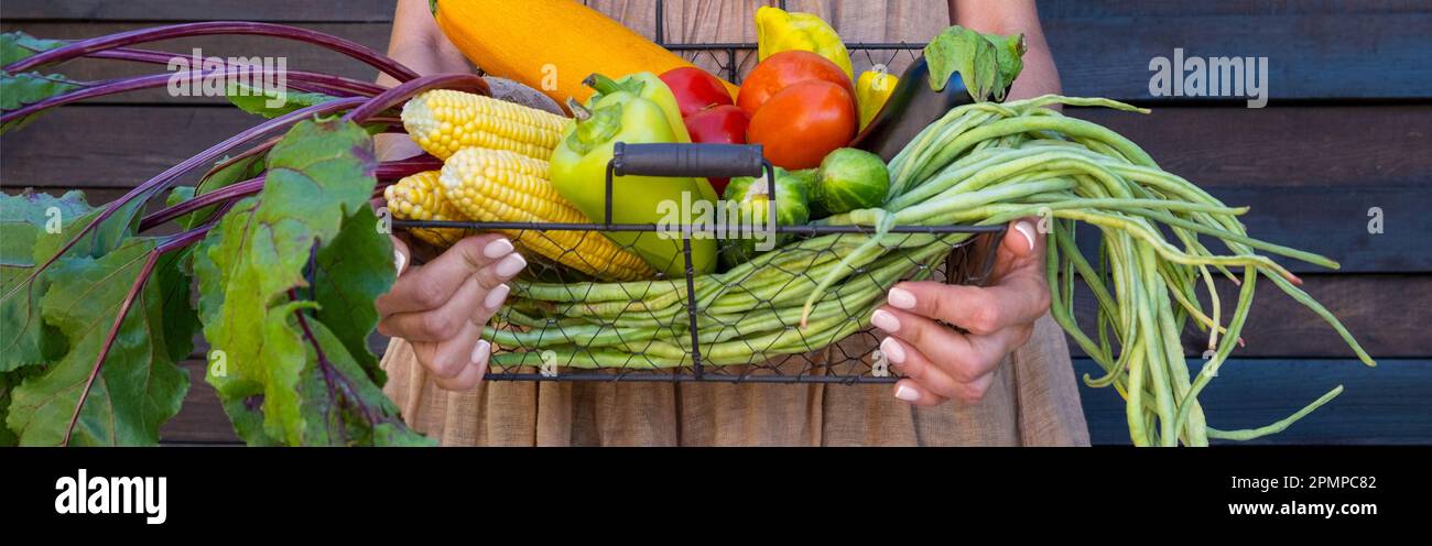 Banner. Eco-friendly concept with organic farm vegetables in the hands ...