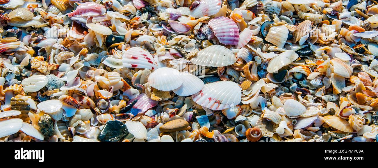 Abundance of beautiful seashells on a coastal shore; Panama City ...