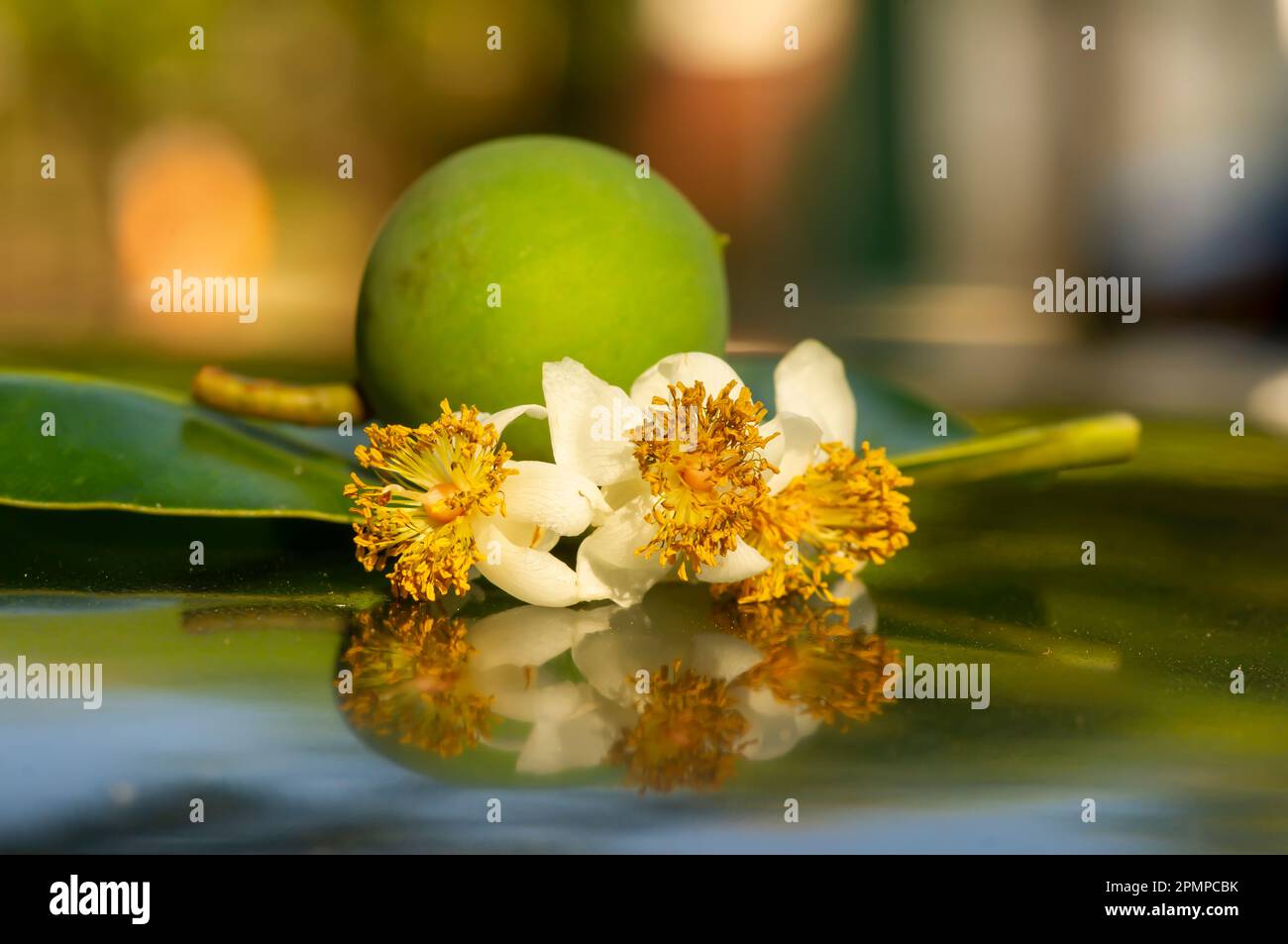 Calophyllum inophyllum flower, fruit and green leaf, a large evergreen ...
