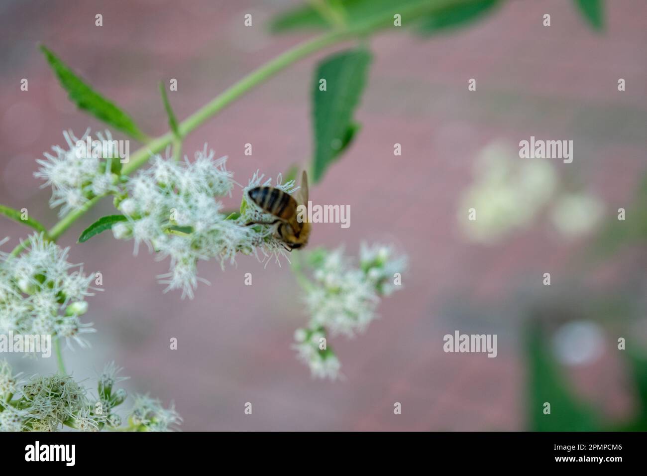 Austroeupatorium inulifolium hi-res stock photography and images - Alamy