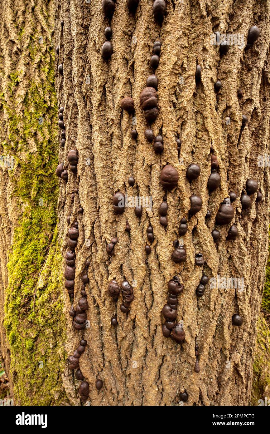 Well defined trunk hi-res stock photography and images - Alamy