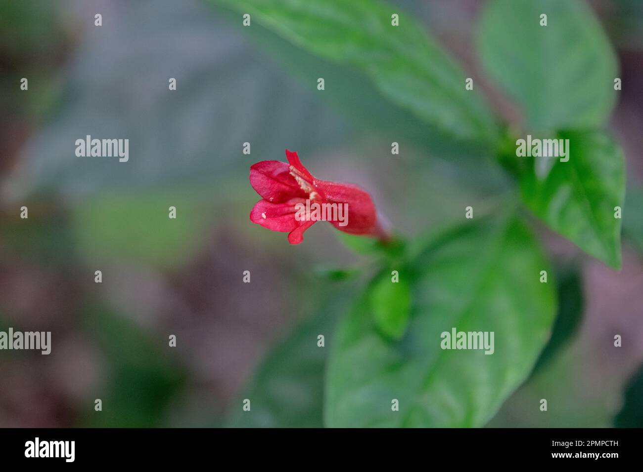 Red flower of a Ruellia brevifolia Stock Photo - Alamy