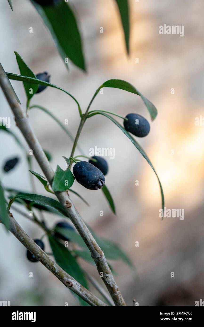 small fruits of the Murta. Myrceugenia glaucescens Stock Photo - Alamy