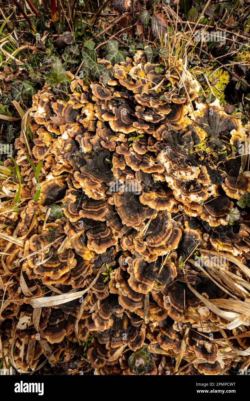 Natural macro image of massed fungi demonstrating the patterns and ...
