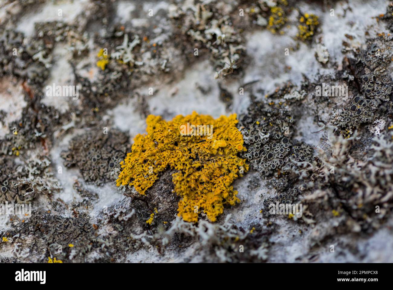 Close-up detail of orange lichen and fungi growing on a surface; Ottawa ...