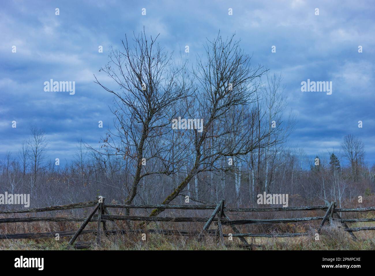 Fences and trees hi-res stock photography and images - Alamy