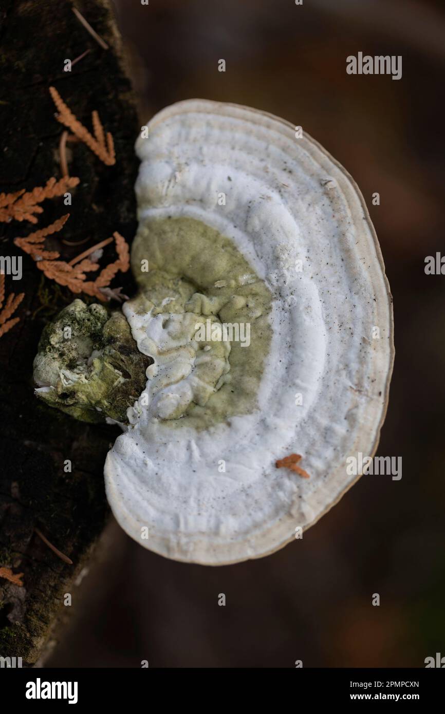Round fungi hi-res stock photography and images - Alamy