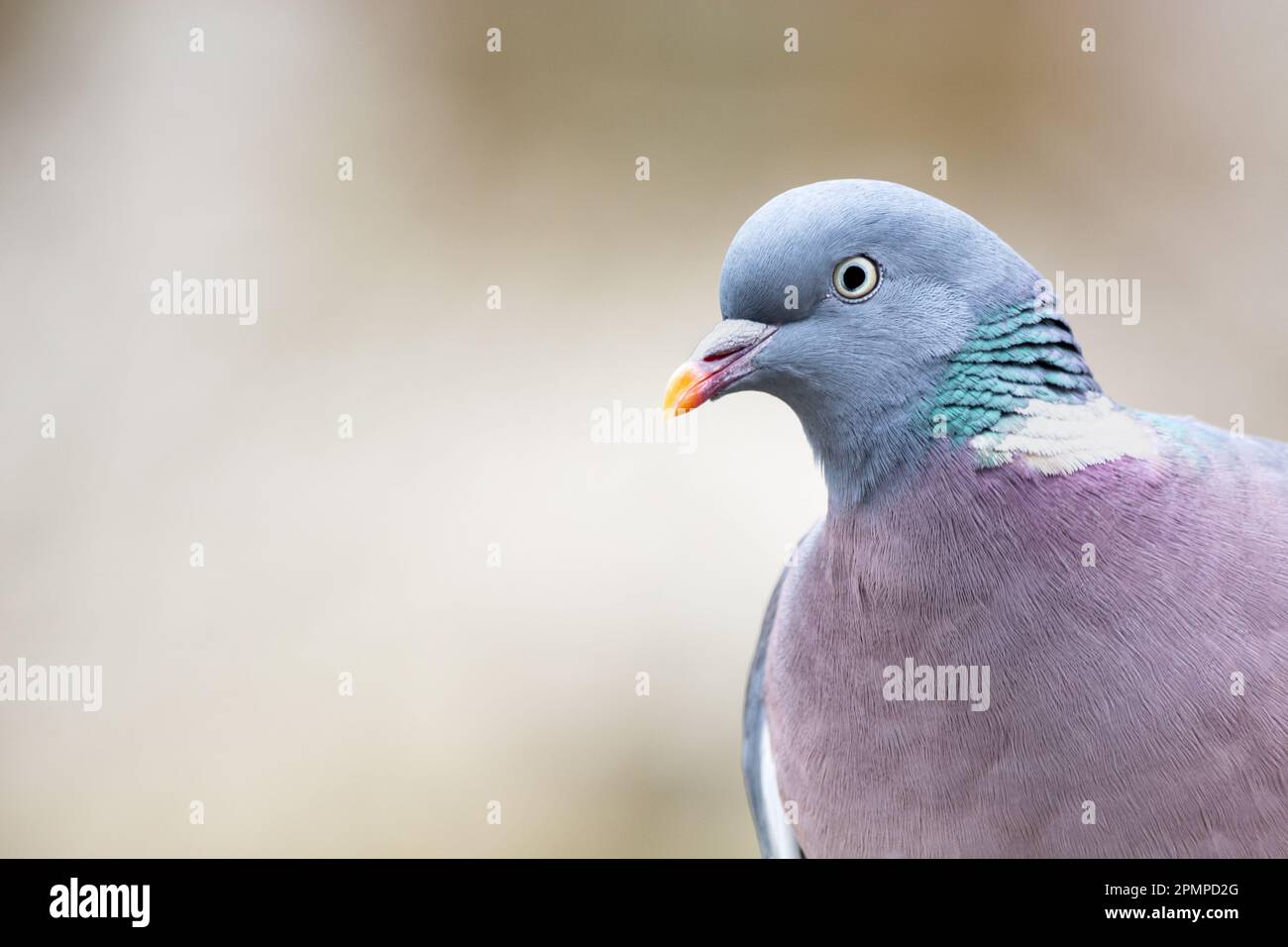 Pigeon head closeup hi-res stock photography and images - Alamy