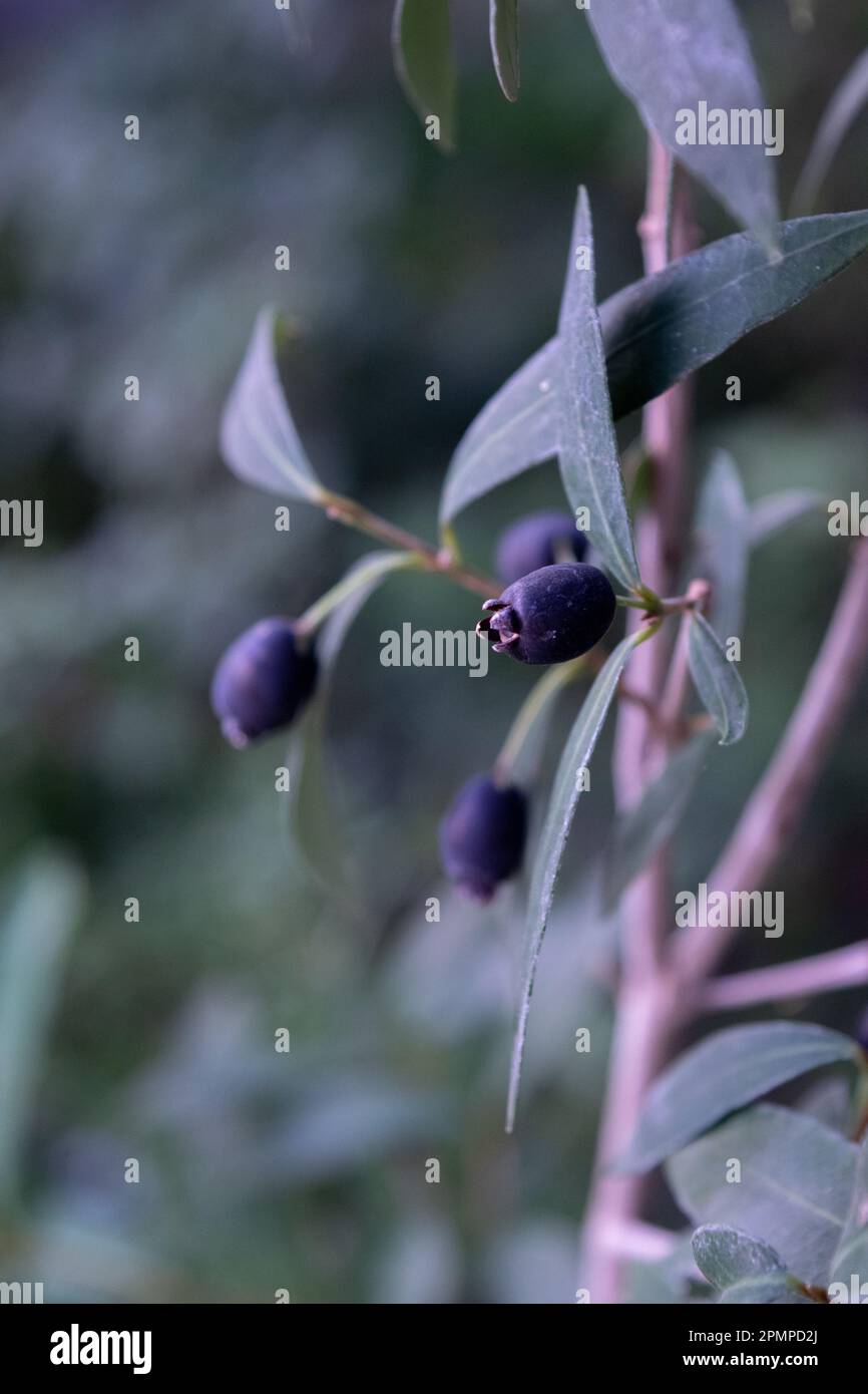 small fruits of the Murta. Myrceugenia glaucescens Stock Photo - Alamy