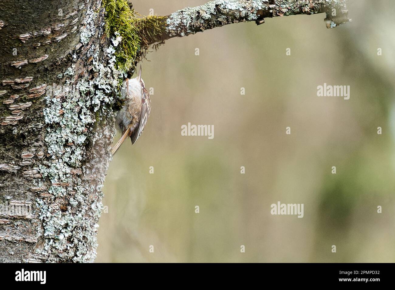 Treecreeper fauna hi-res stock photography and images - Alamy