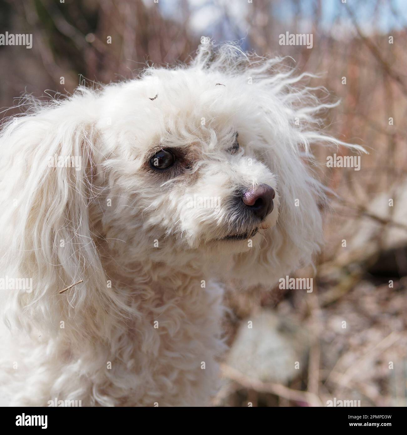 Cute fluffy poodle type dog Stock Photo - Alamy
