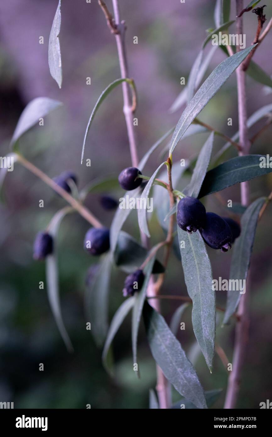 small fruits of the Murta. Myrceugenia glaucescens Stock Photo - Alamy