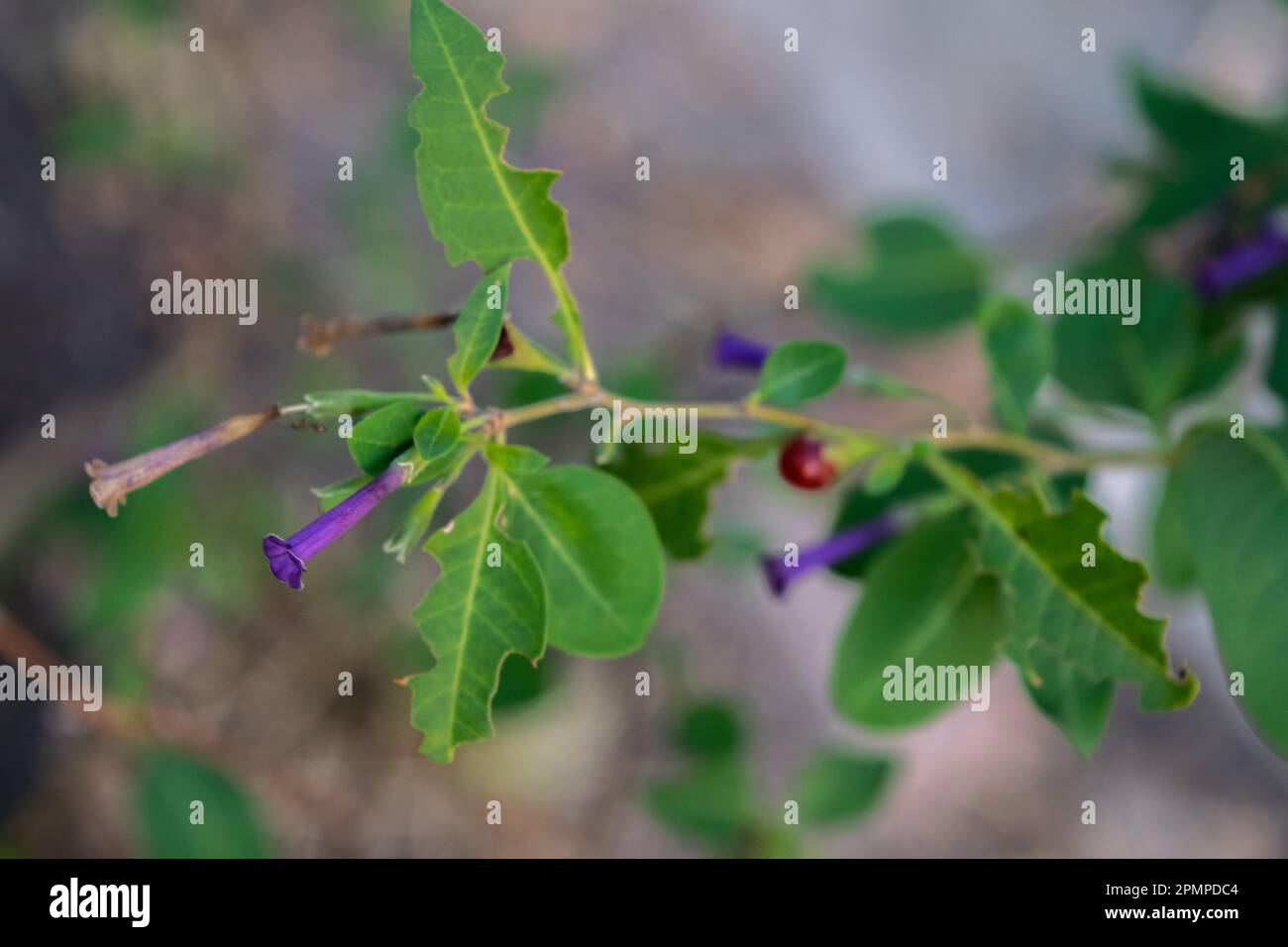Lycium plant hi-res stock photography and images - Alamy