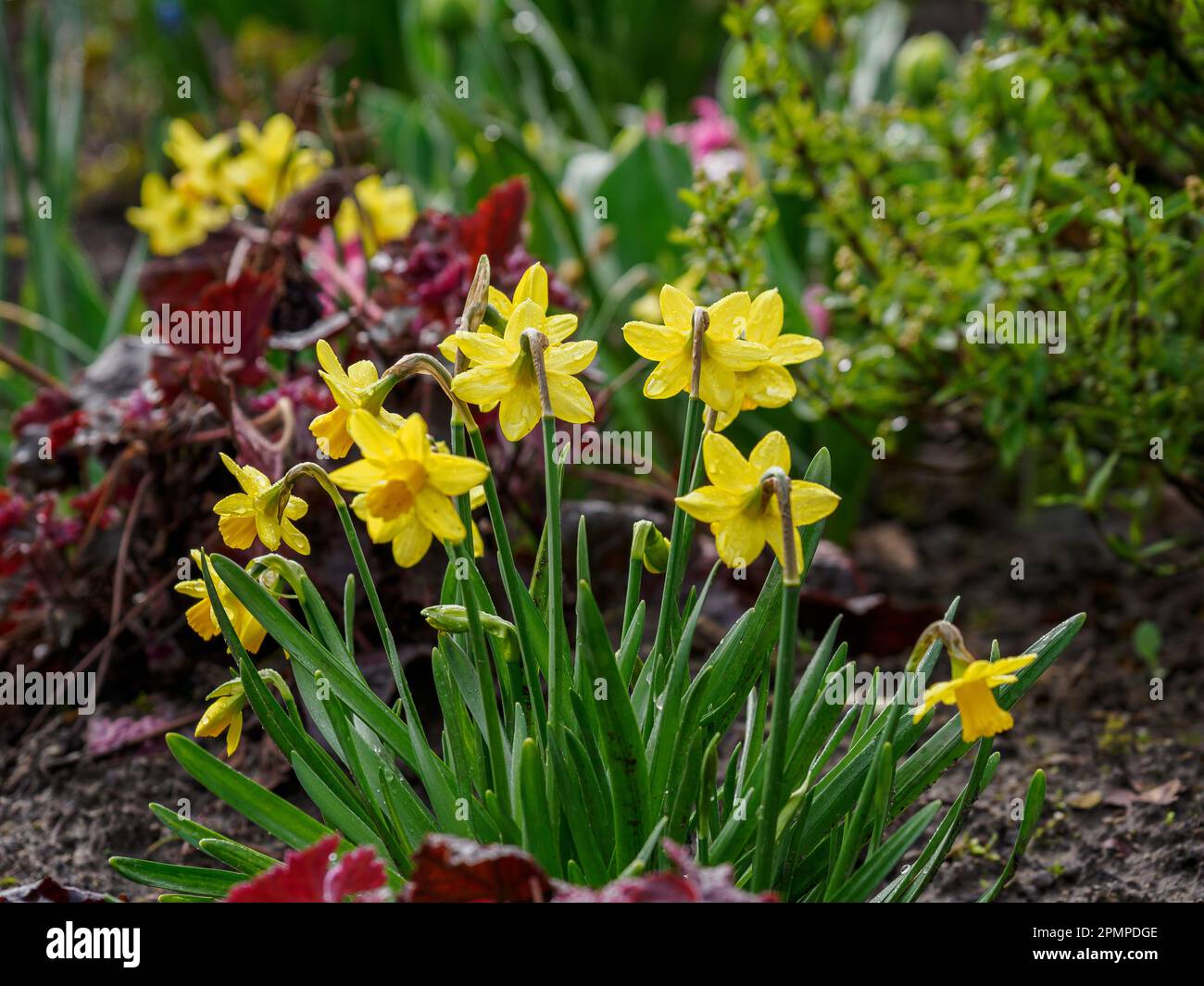 spring time in a german garden Stock Photo - Alamy