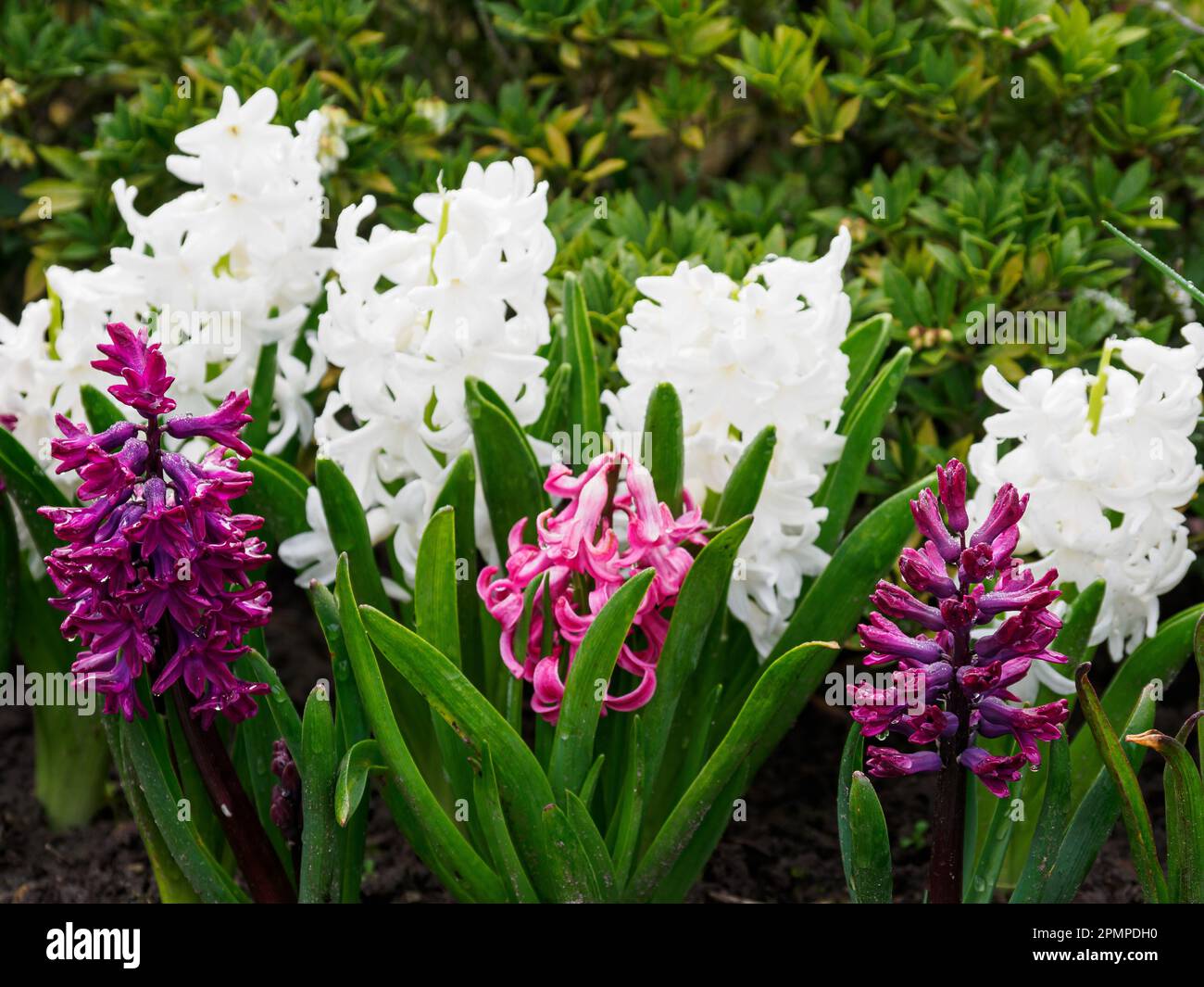 spring time in a german garden Stock Photo - Alamy