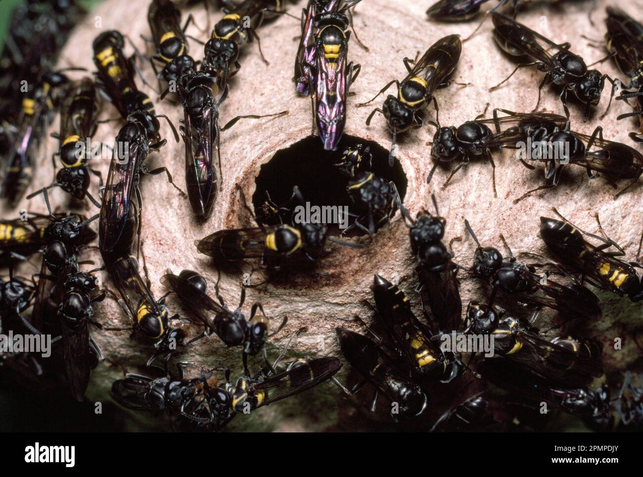Close view of wasps in a nest; Costa Rica Stock Photo - Alamy