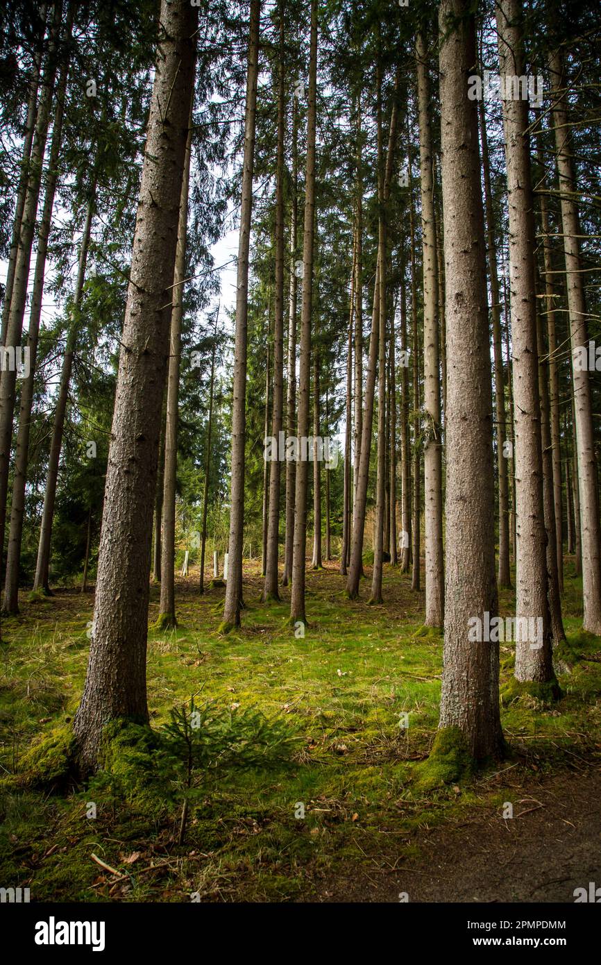 Needleleaf forest waldviertel hi-res stock photography and images - Alamy