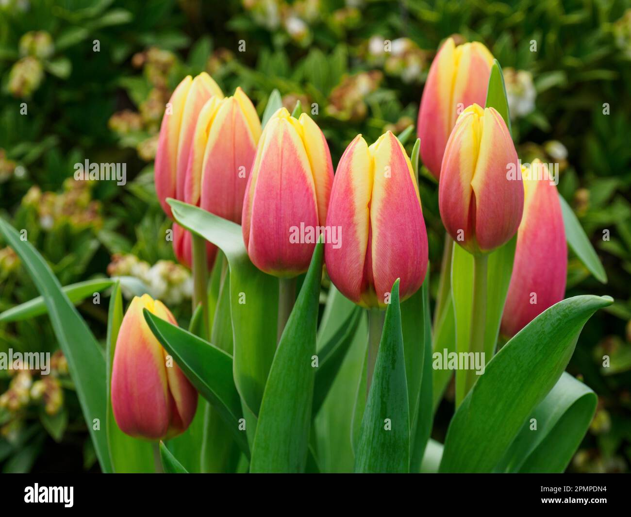 spring time in a german garden Stock Photo - Alamy