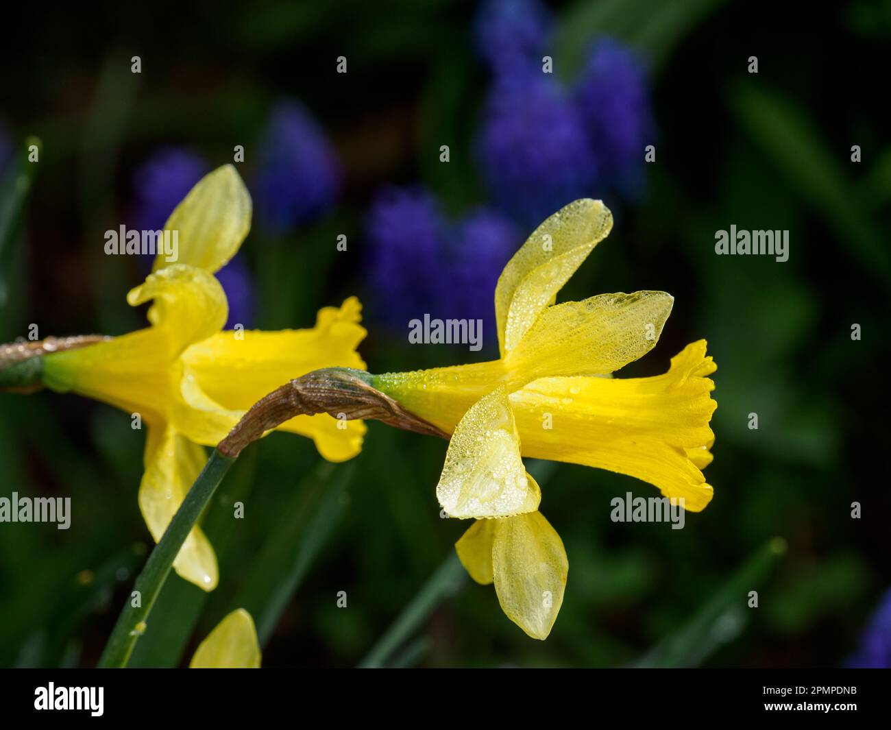 spring time in a german garden Stock Photo - Alamy