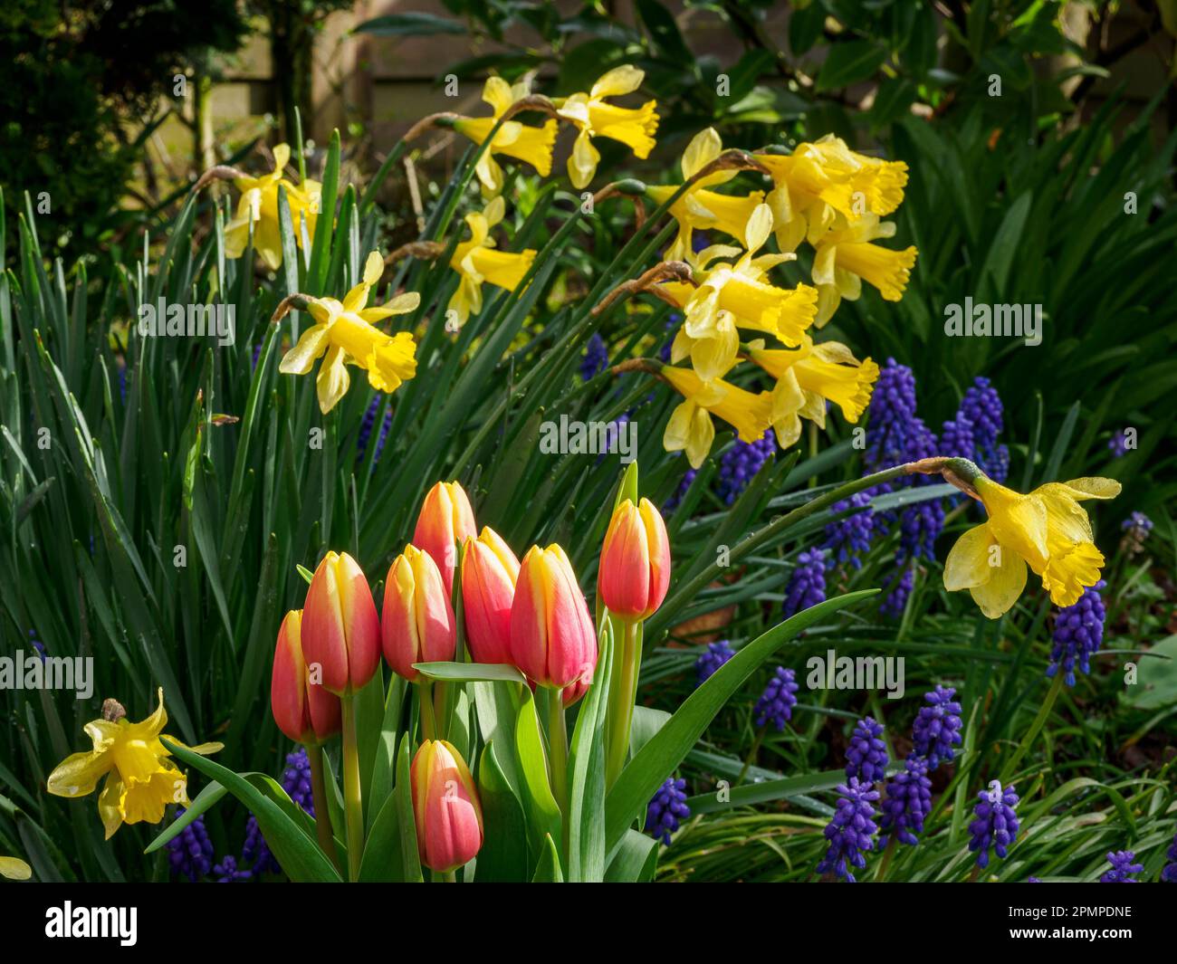 spring time in a german garden Stock Photo - Alamy