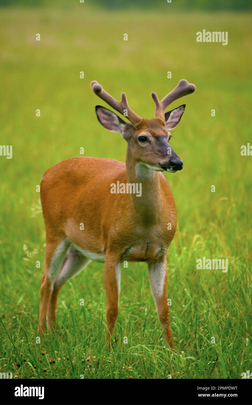 White-tailed deer (Odocoileus virginianus) in Cades Cove, Great Smoky ...