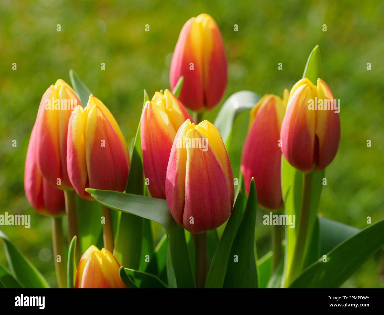 spring time in a german garden Stock Photo - Alamy