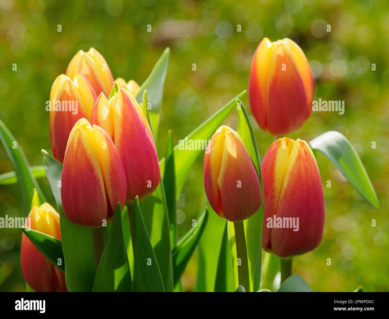 spring time in a german garden Stock Photo - Alamy