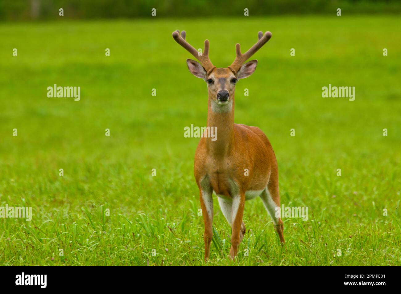 White-tailed deer (Odocoileus virginianus) in Cades Cove, Great Smoky ...