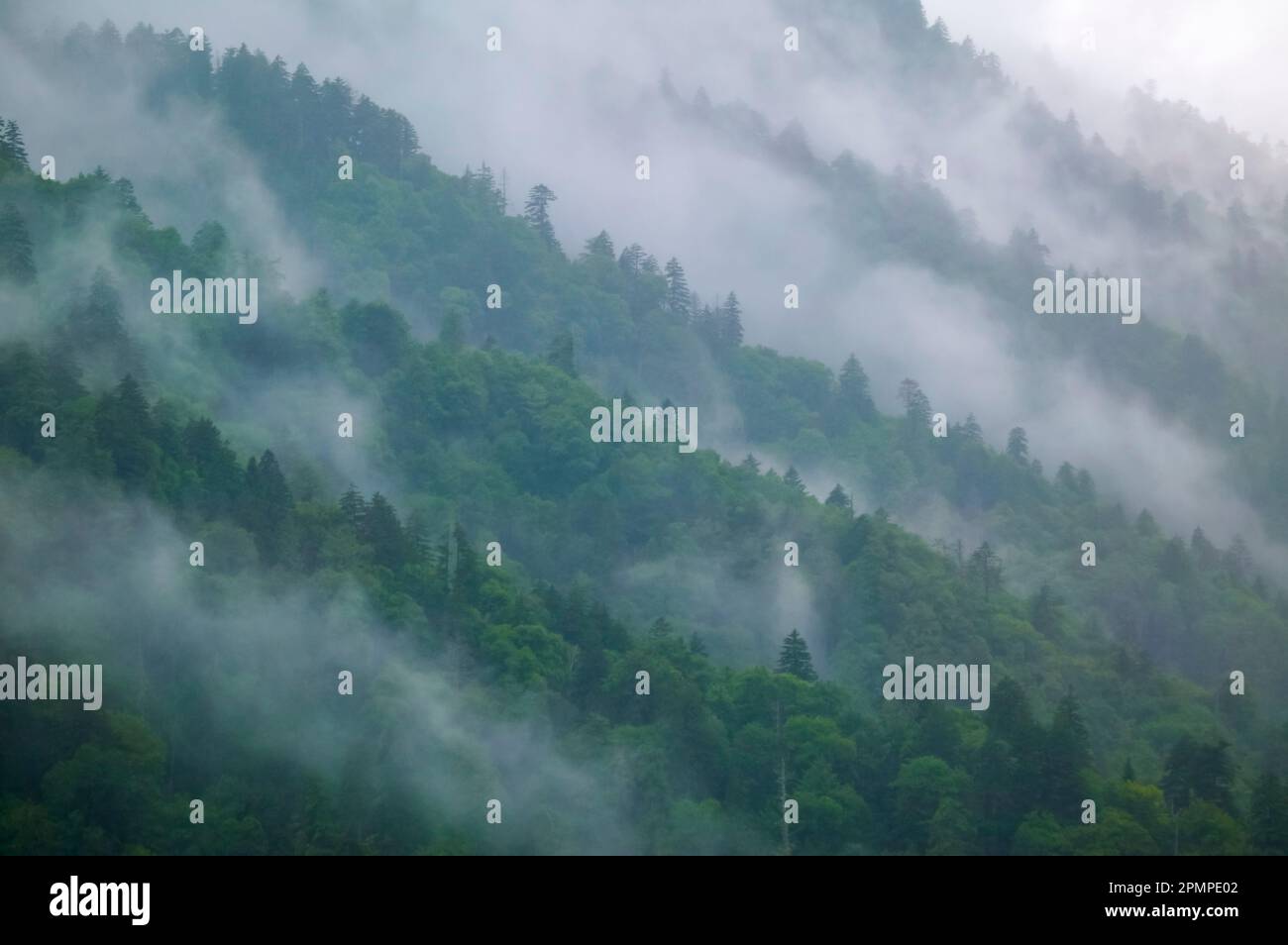 Mist rises off evergreen trees on a forested mountainside in the ...