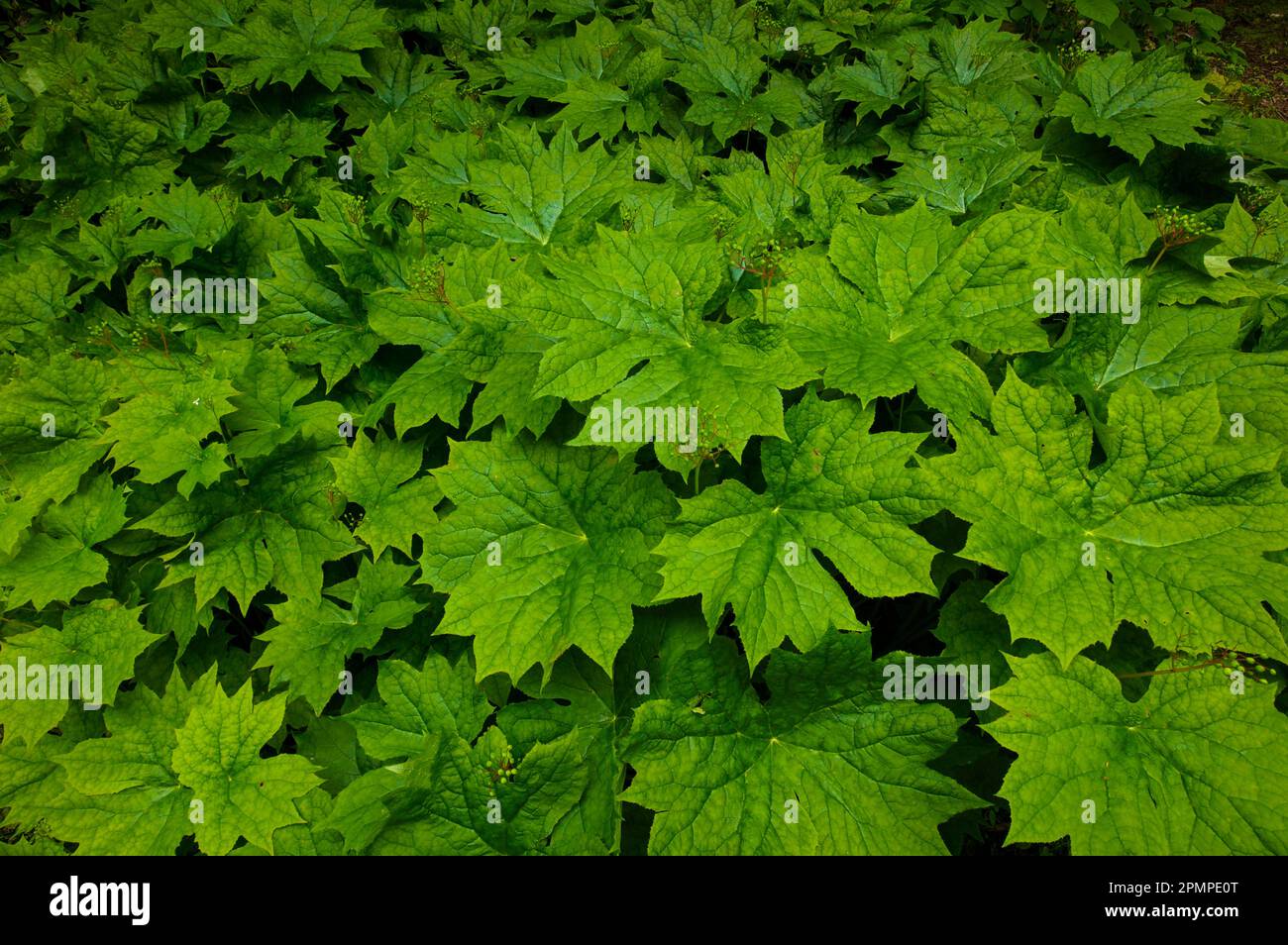 Lush health foliage growing in Great Smoky Mountains National Park ...