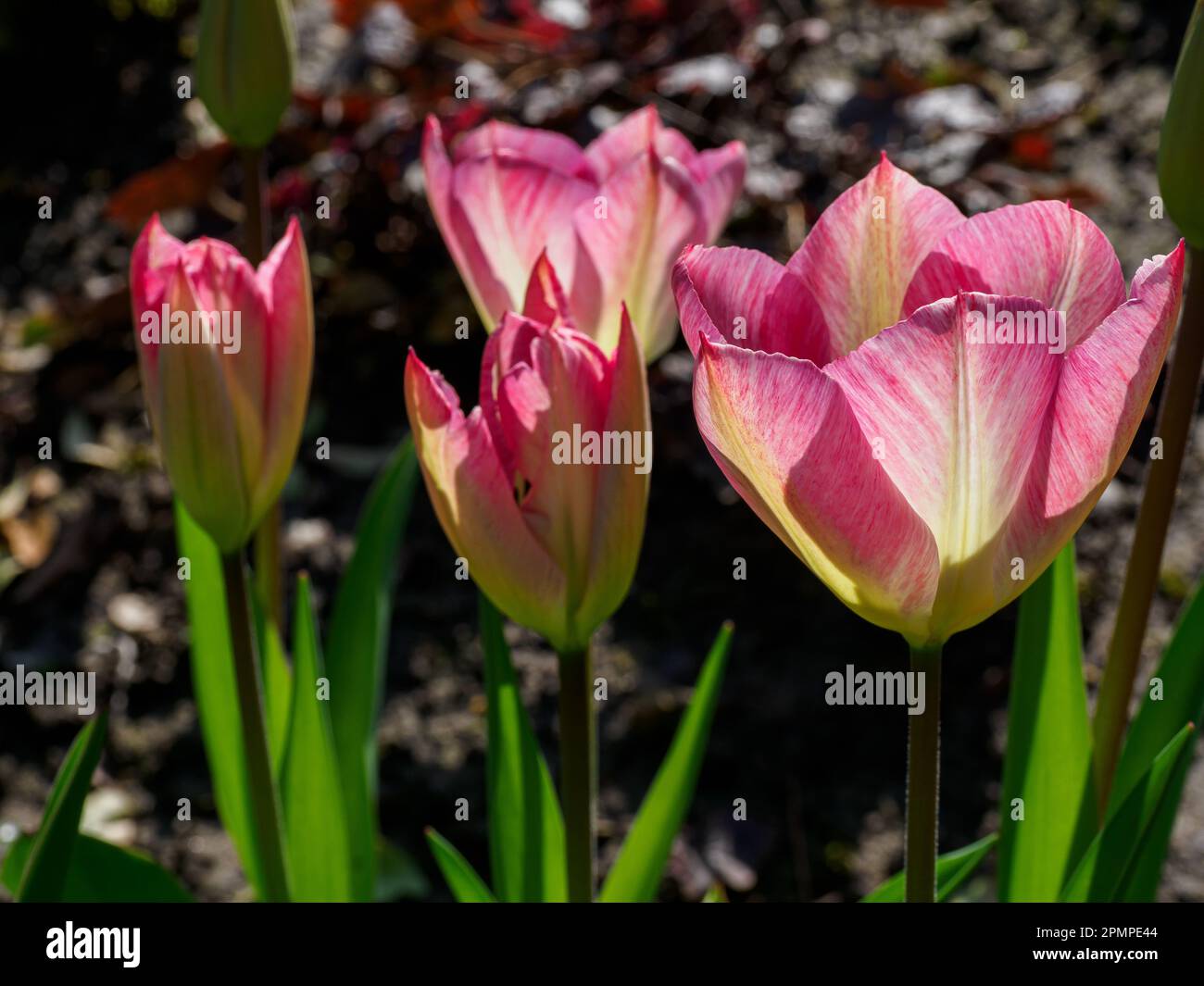 spring time in a german garden Stock Photo - Alamy
