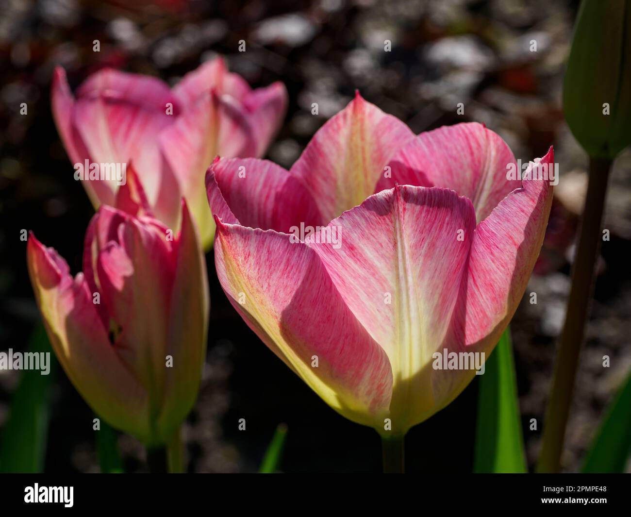 spring time in a german garden Stock Photo - Alamy