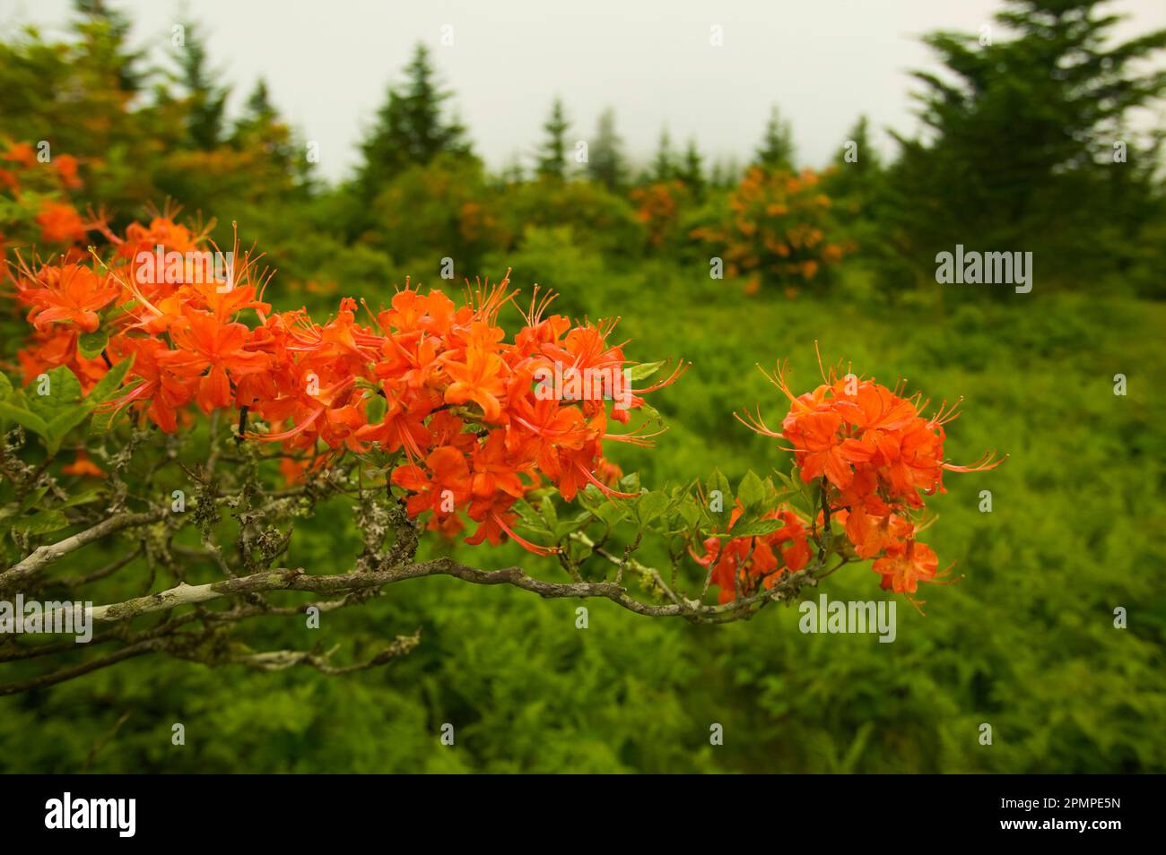 Red azalea bushes in bloom near Gregory Bald in Great Smoky Mountains ...