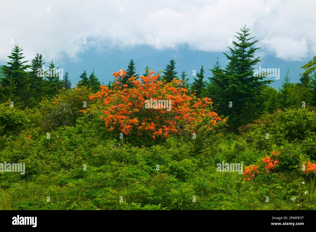 Red azalea bushes in bloom near Gregory Bald in Great Smoky Mountains ...