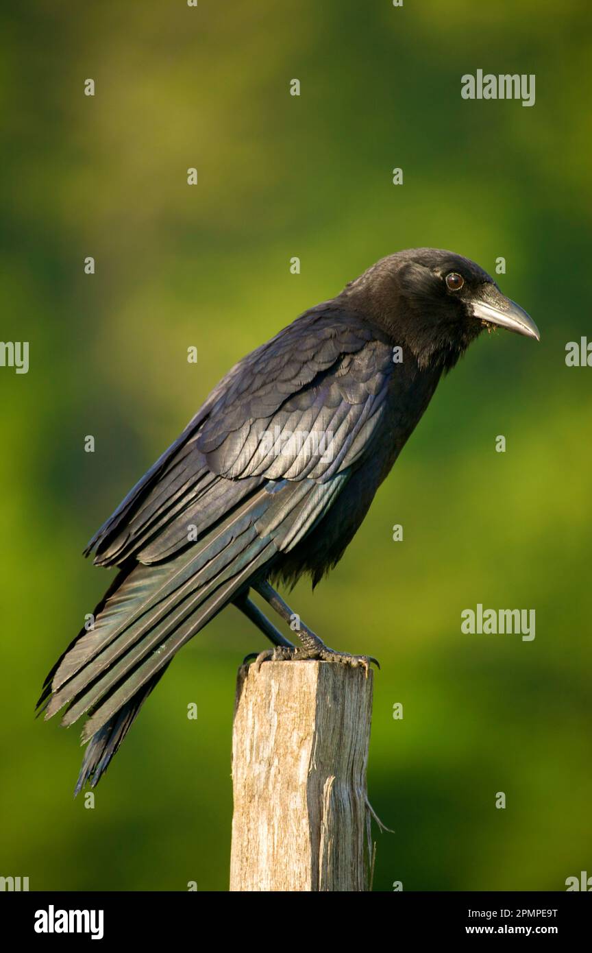 Portrait great bird hi-res stock photography and images - Alamy