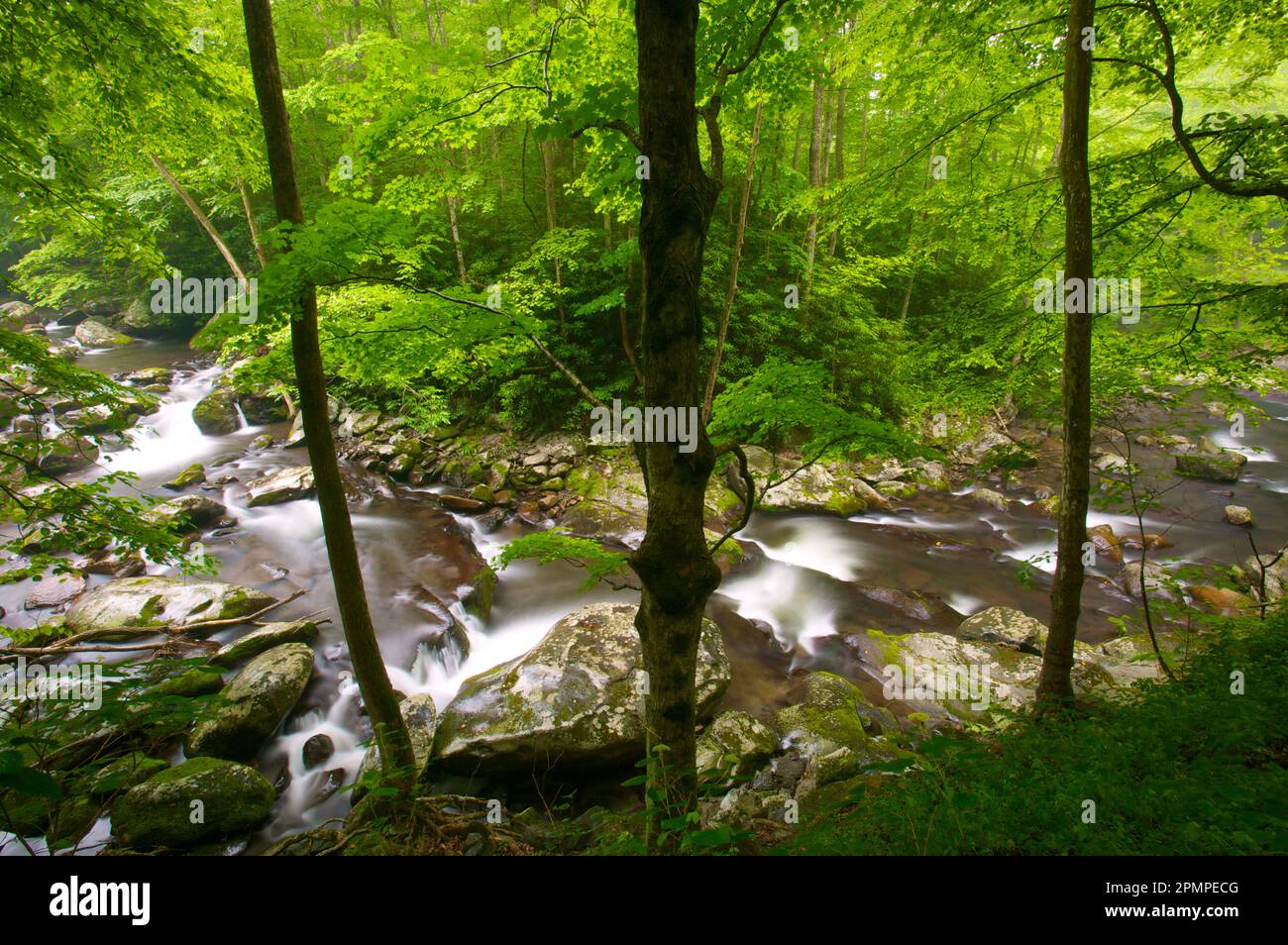 Little River cascades over rocks through a woodland in Great Smoky ...