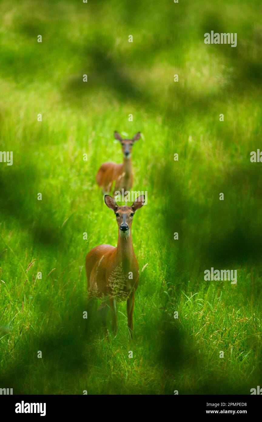 White-tailed deer (Odocoileus virginianus) standing in grass, framed by ...